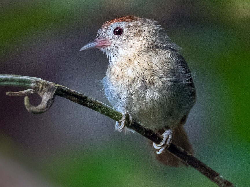 Rufous-fronted Babbler - eBird