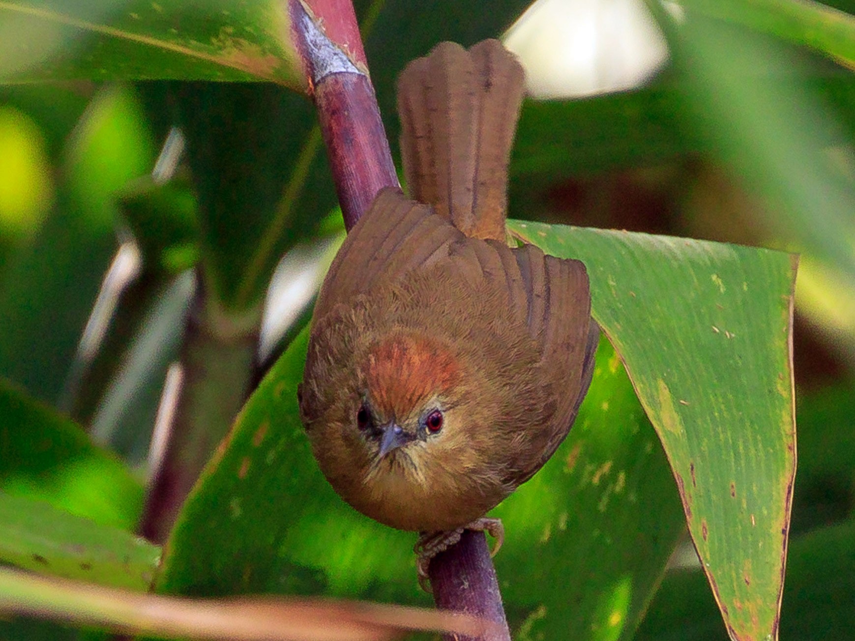 Rufous-fronted Babbler - eBird
