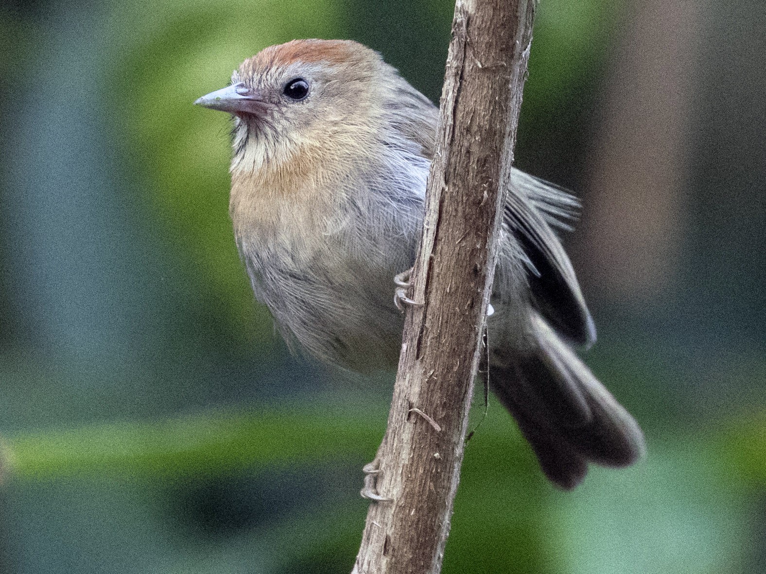 Rufous-fronted Babbler - eBird
