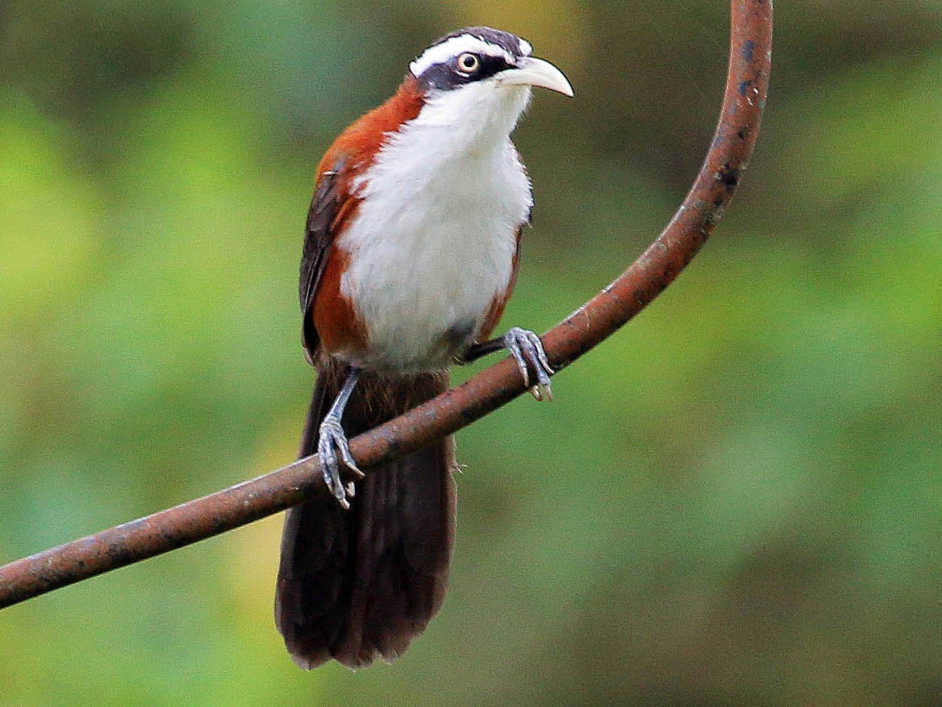 Sunda Scimitar-Babbler - eBird