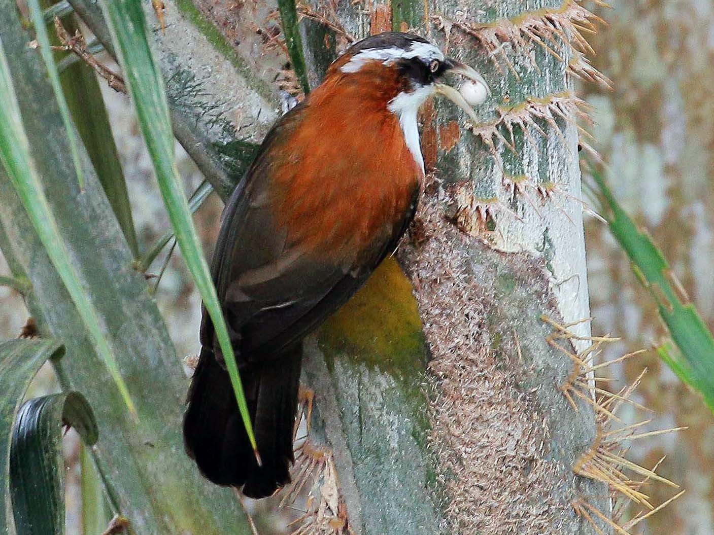 Cimitarra Dorsicastaña (bornensis/occidentalis) - eBird
