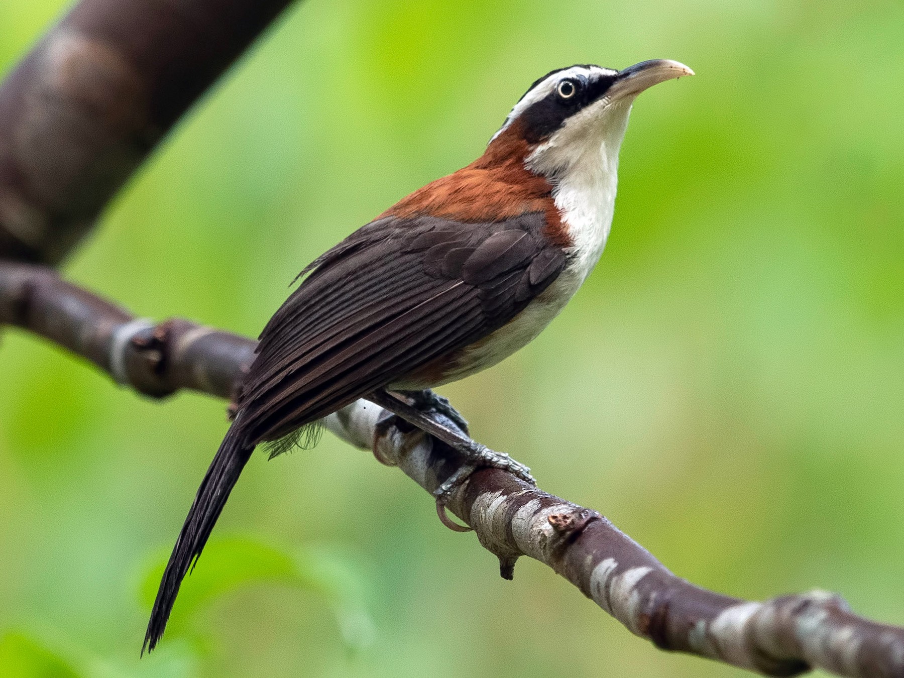 Sunda Scimitar-Babbler - eBird