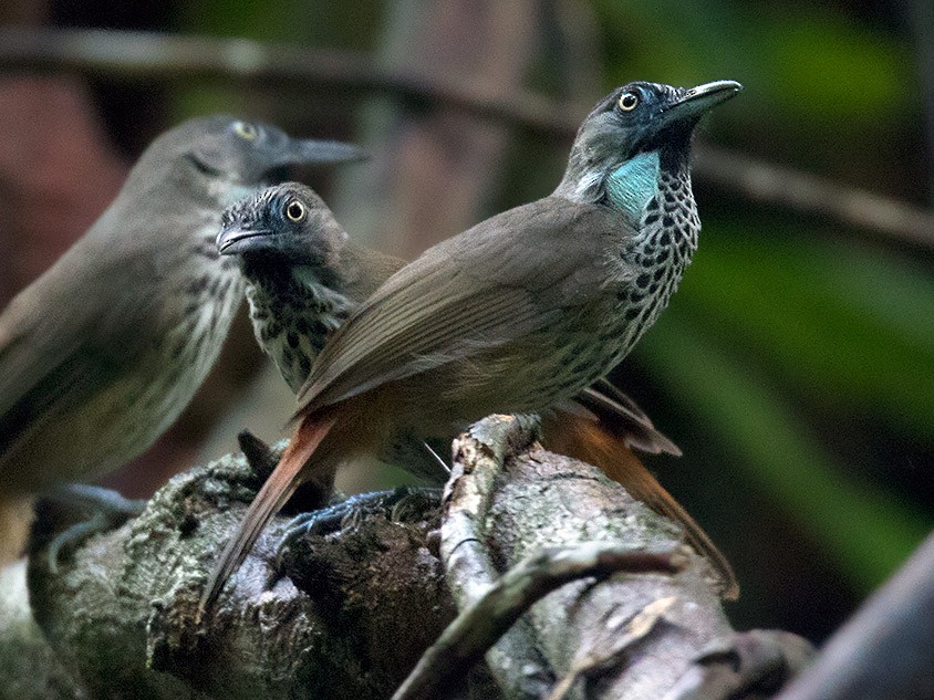 Chestnut-rumped Babbler - eBird