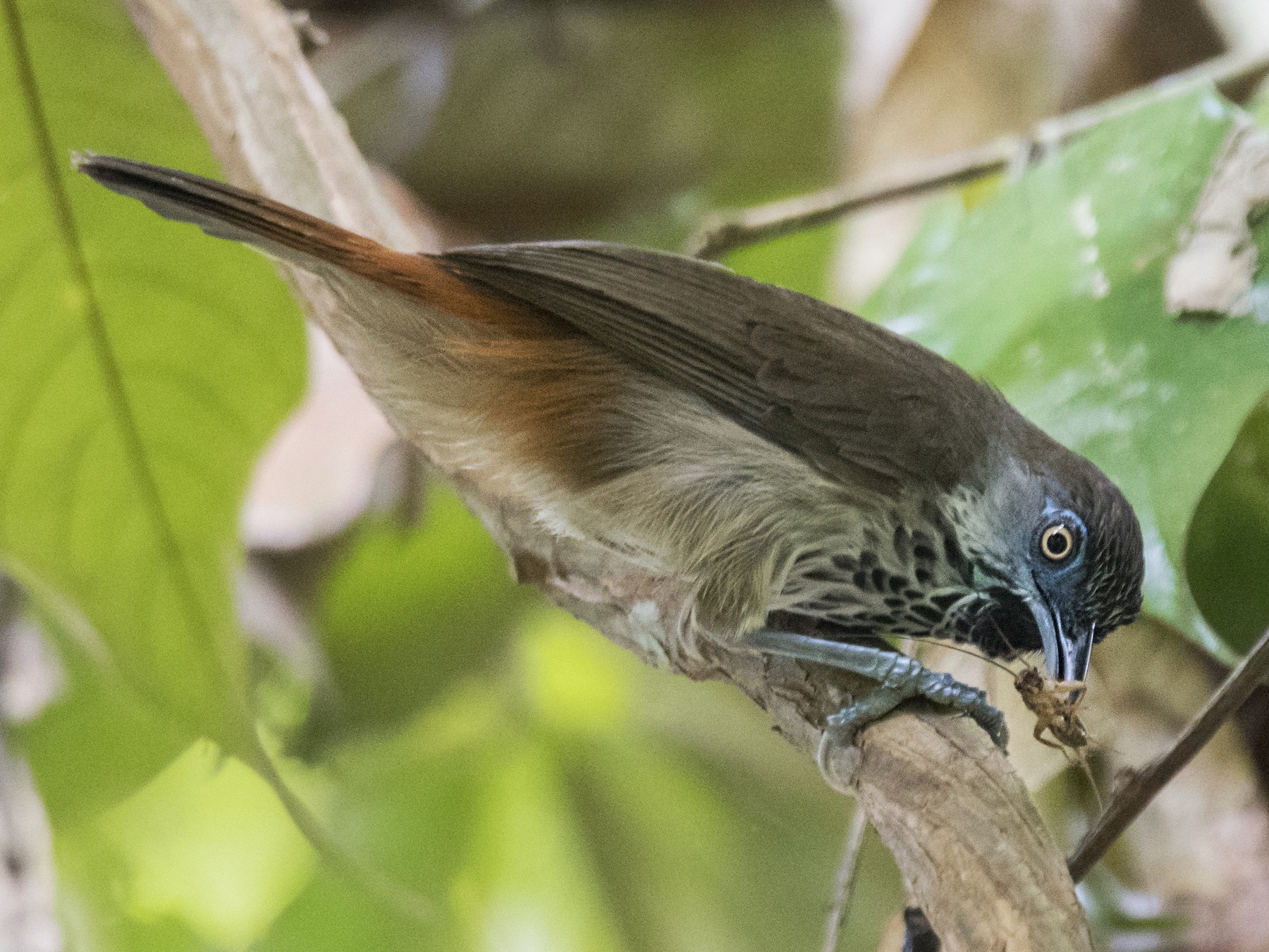 Chestnut-rumped Babbler - eBird