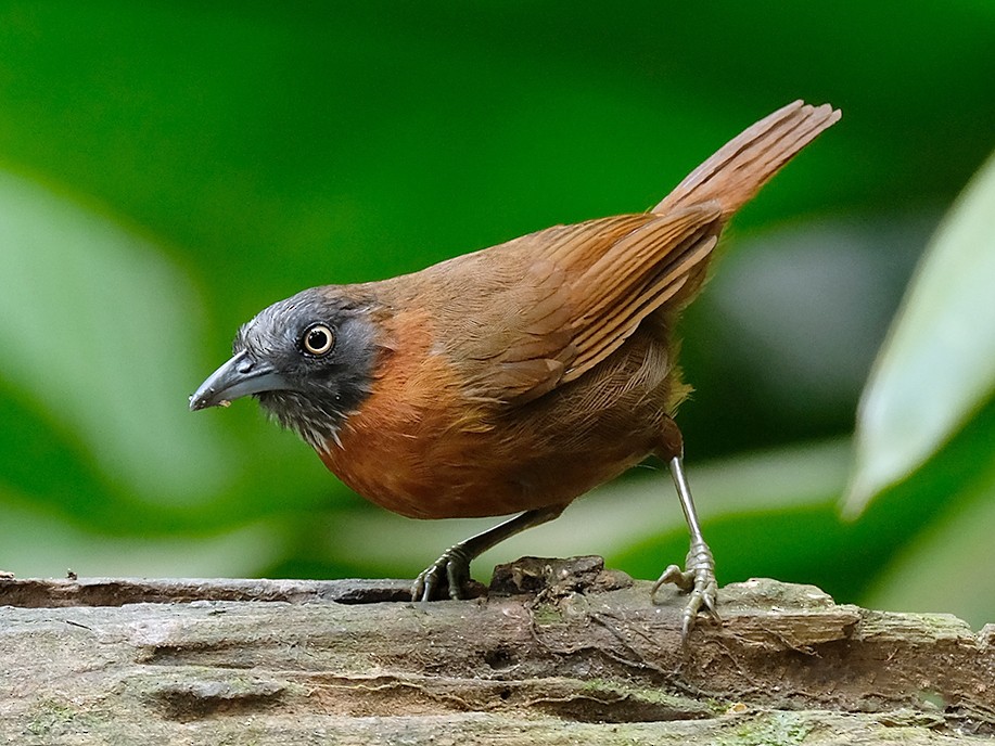 Gray-headed Babbler - eBird