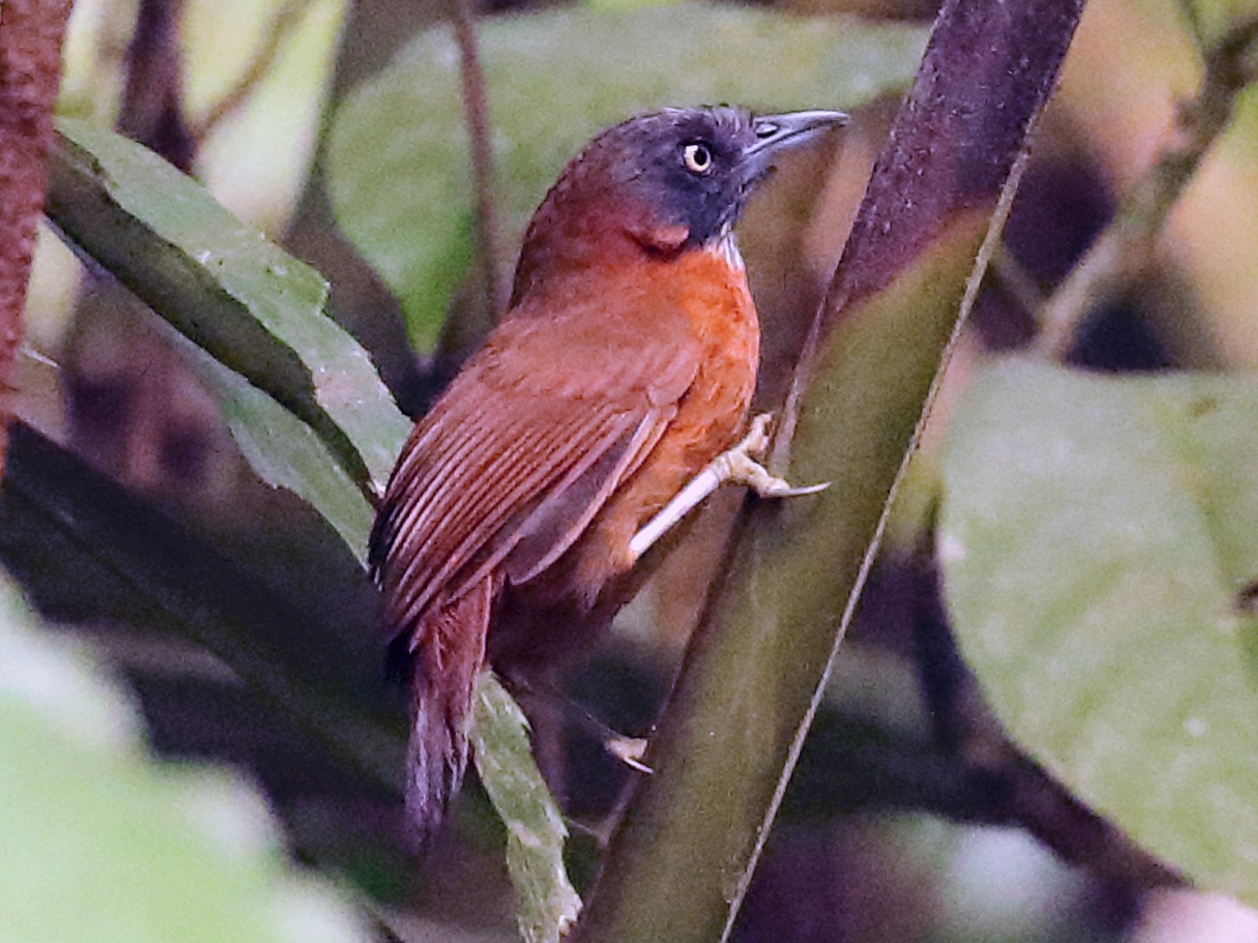 Gray-headed Babbler - eBird