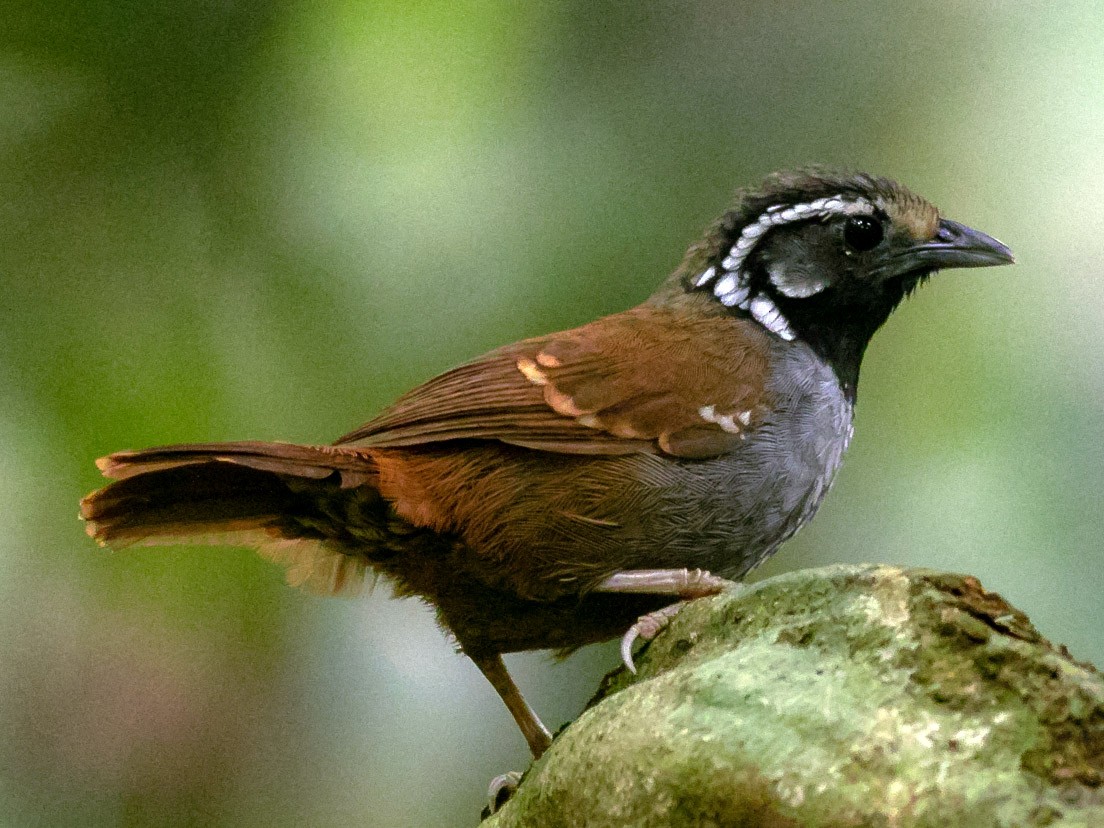 White-necked Babbler - eBird