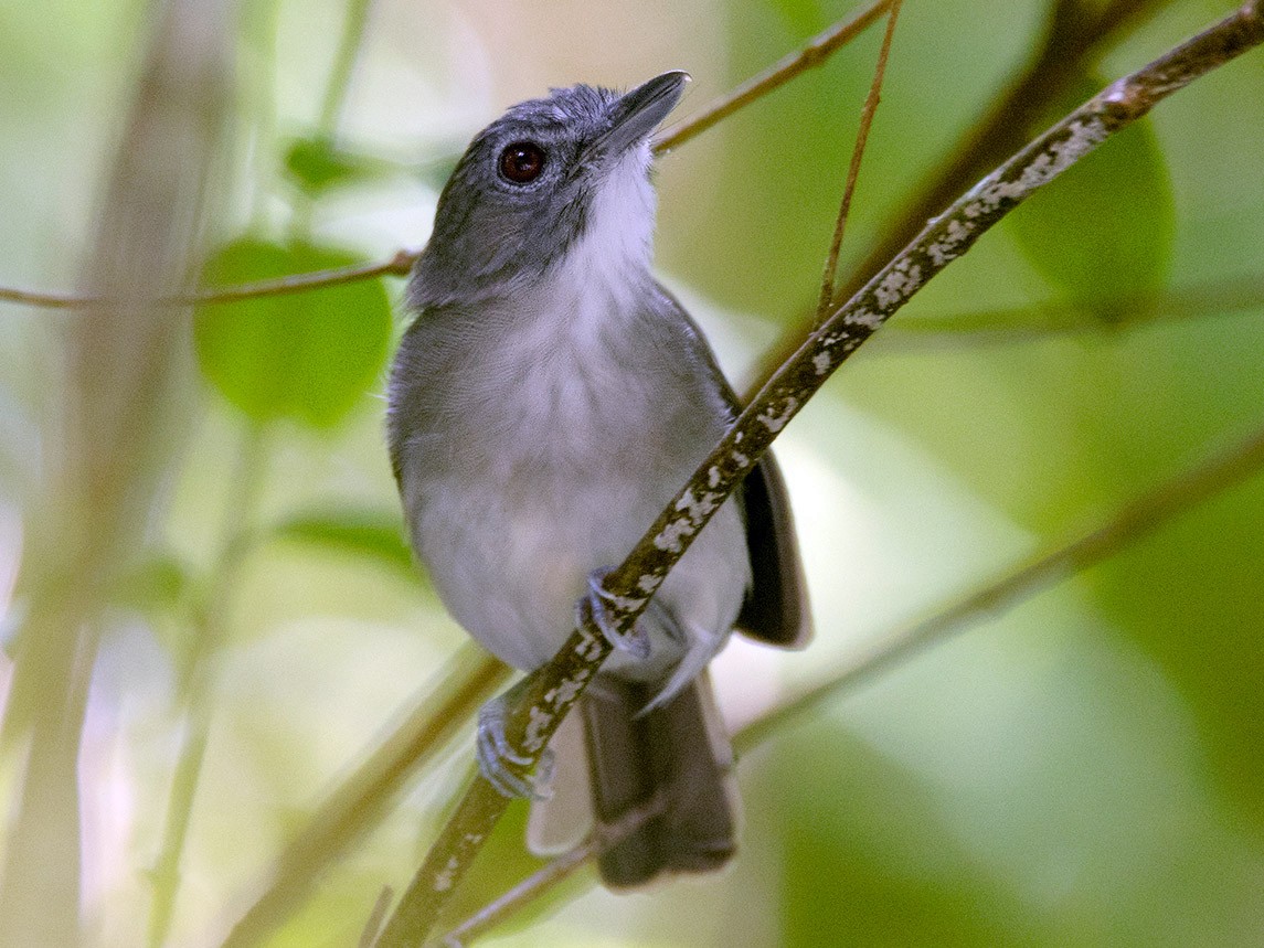 Moustached Babbler - eBird