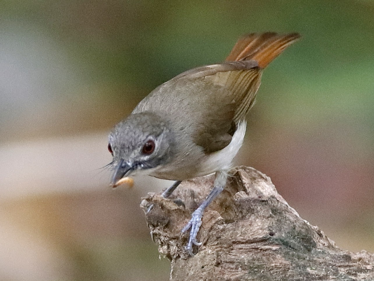 Moustached Babbler - eBird