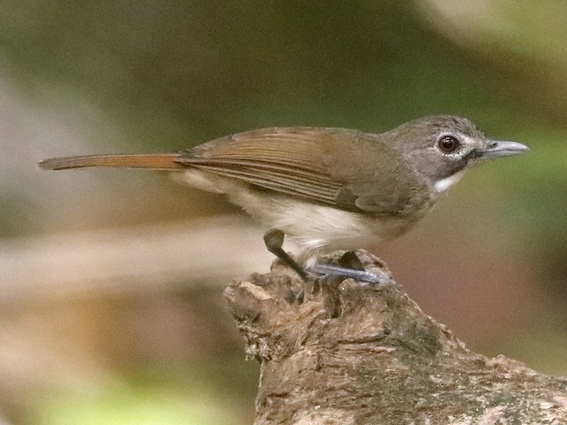 Photos - Moustached Babbler - Malacopteron magnirostre - Birds of the World