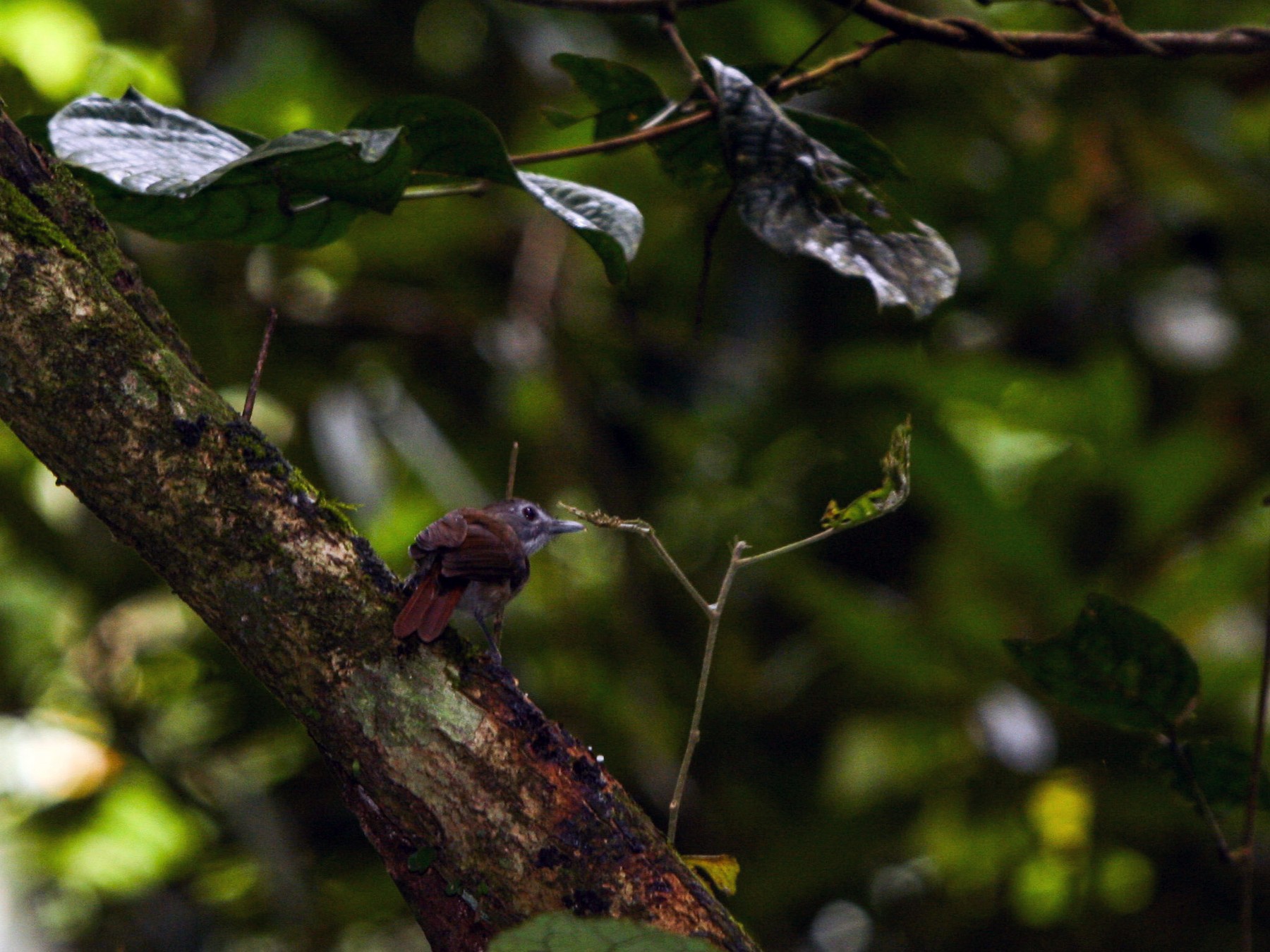 Moustached Babbler - eBird