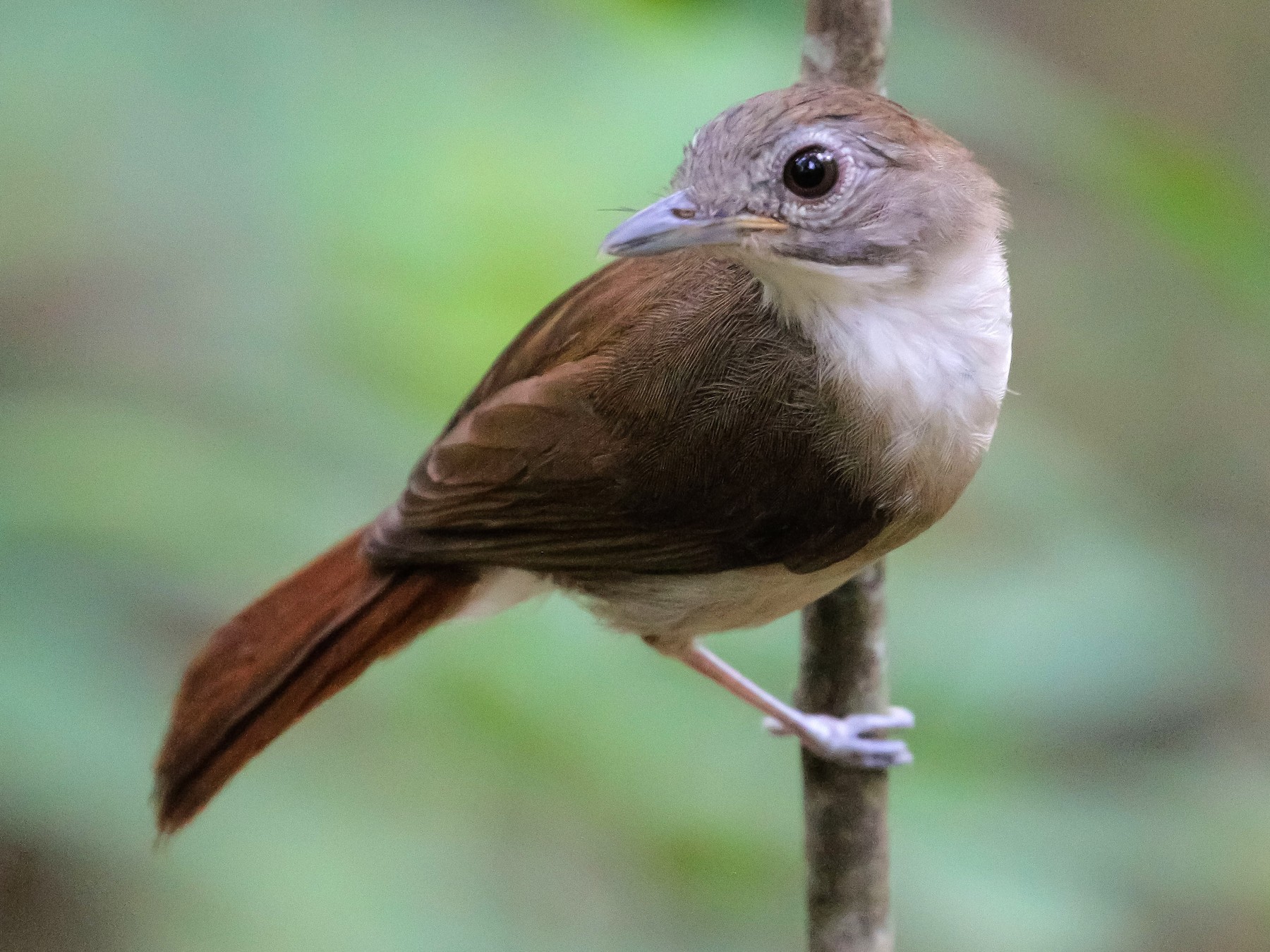 Moustached Babbler - eBird