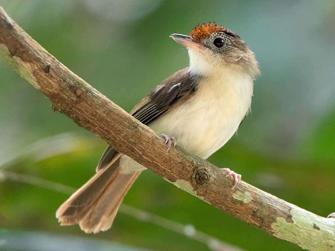 Scaly-crowned Babbler - eBird
