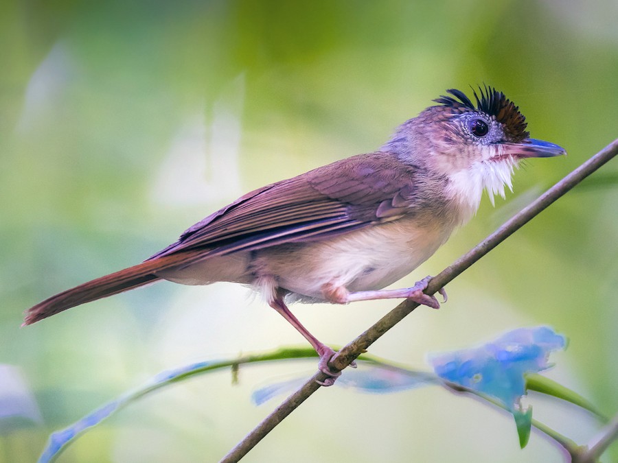Scaly-crowned Babbler - eBird