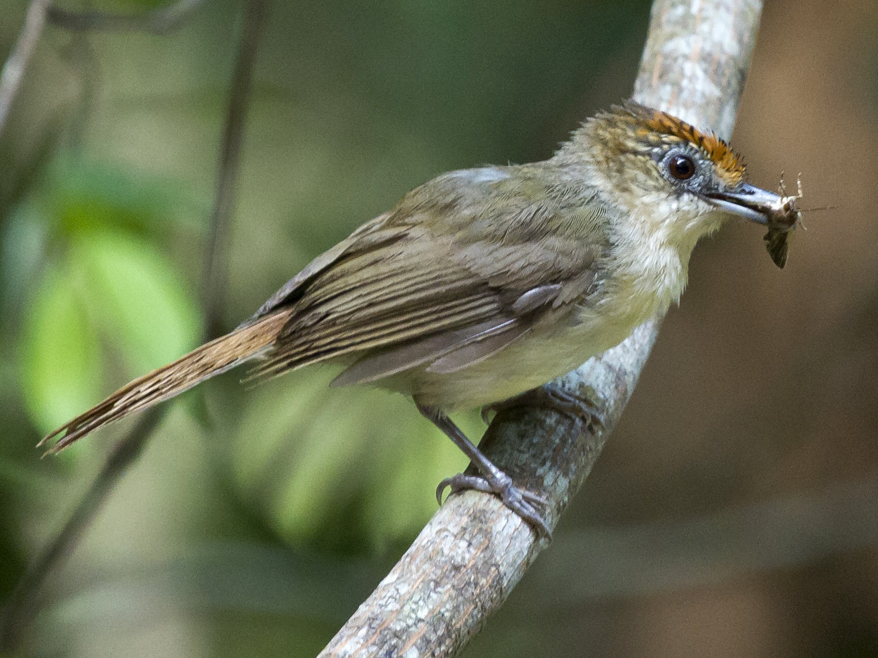 Scaly-crowned Babbler - eBird