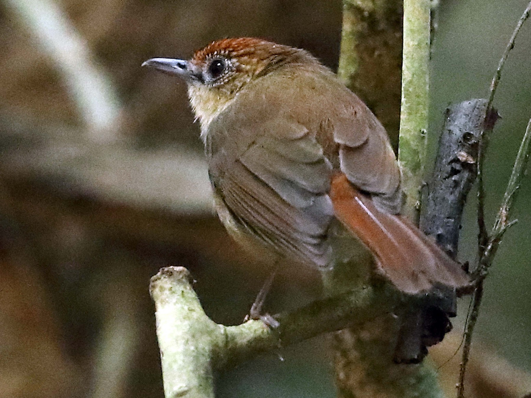 Scaly-crowned Babbler - eBird
