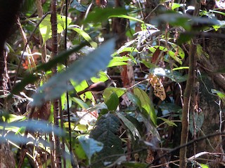 Scaly-crowned Babbler - eBird