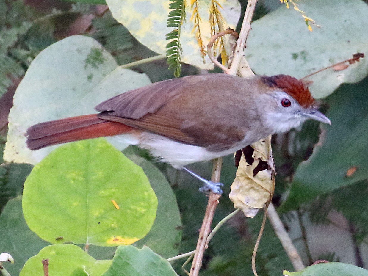 Rufous-crowned Babbler - eBird