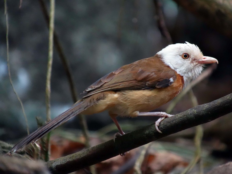 Collared Babbler - eBird