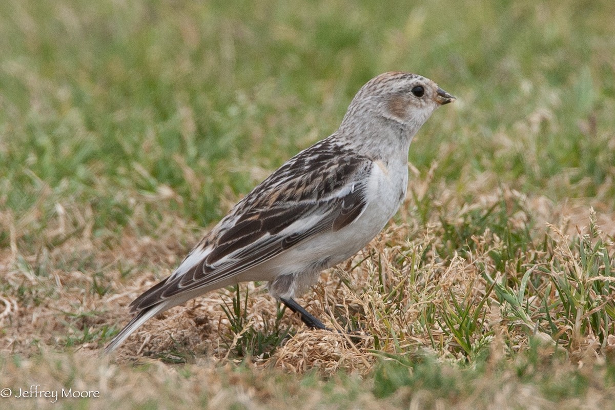 eBird Checklist - 2 May 2009 - Robb Field - 1 species