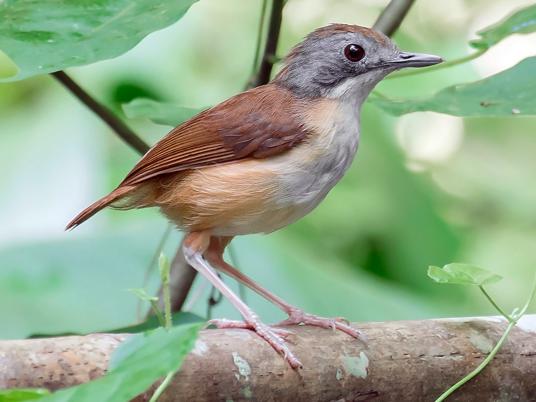 Short-tailed Babbler - eBird