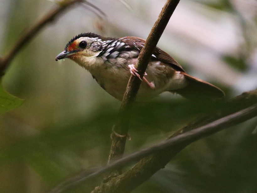 Striped Wren-Babbler - eBird