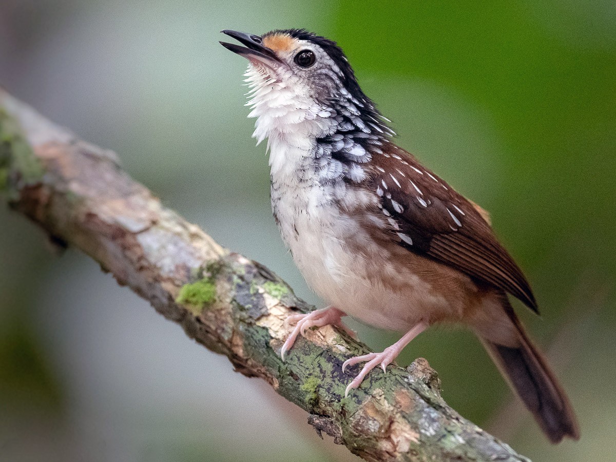 Striped Wren-Babbler - eBird
