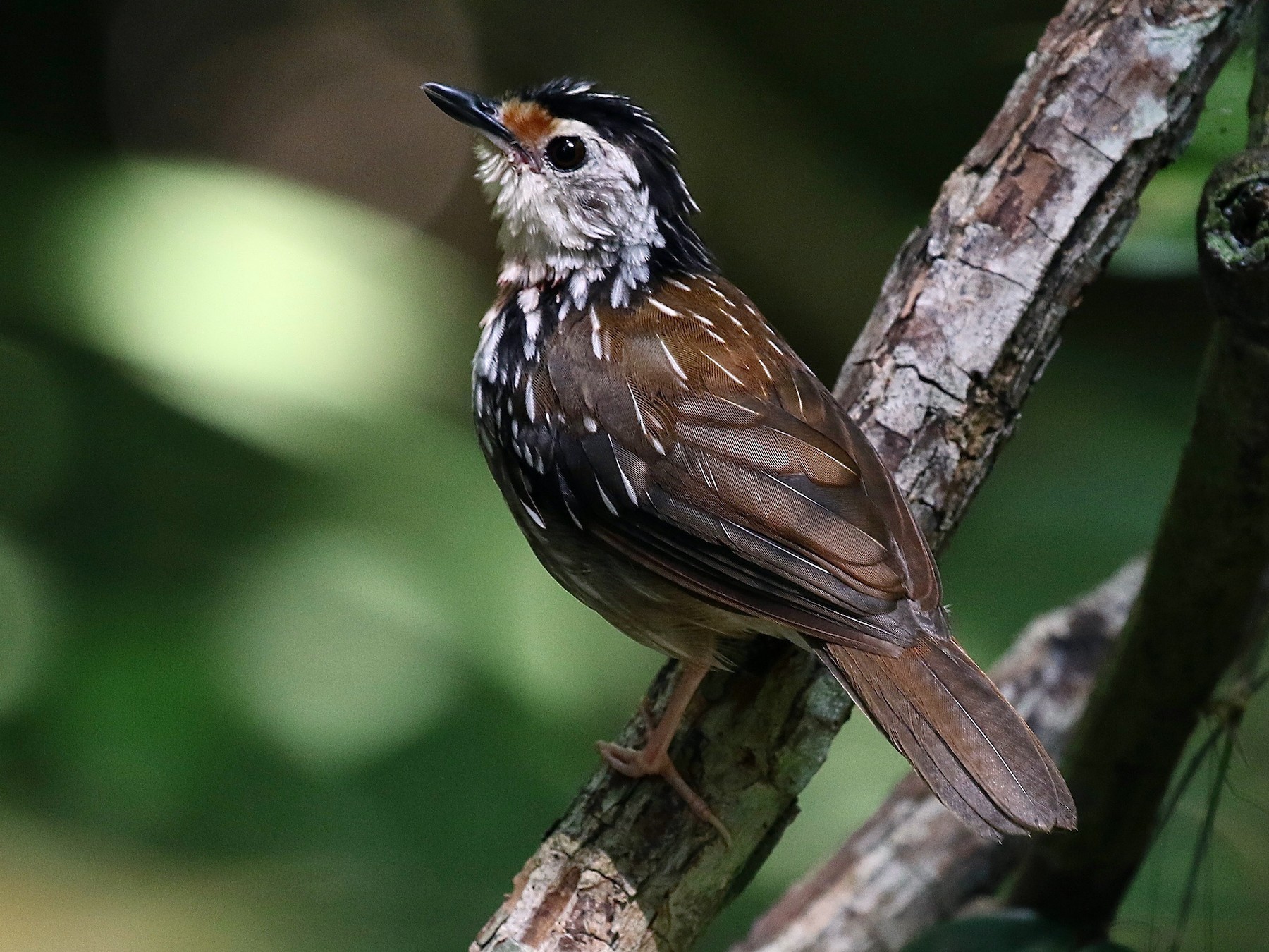 Ratina Estriada - eBird