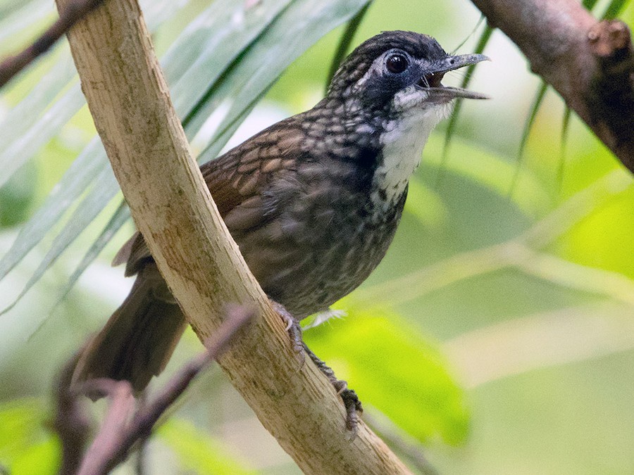 Large Wren-Babbler - eBird
