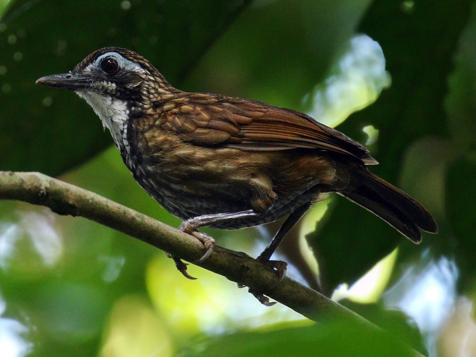 Large Wren-Babbler - eBird