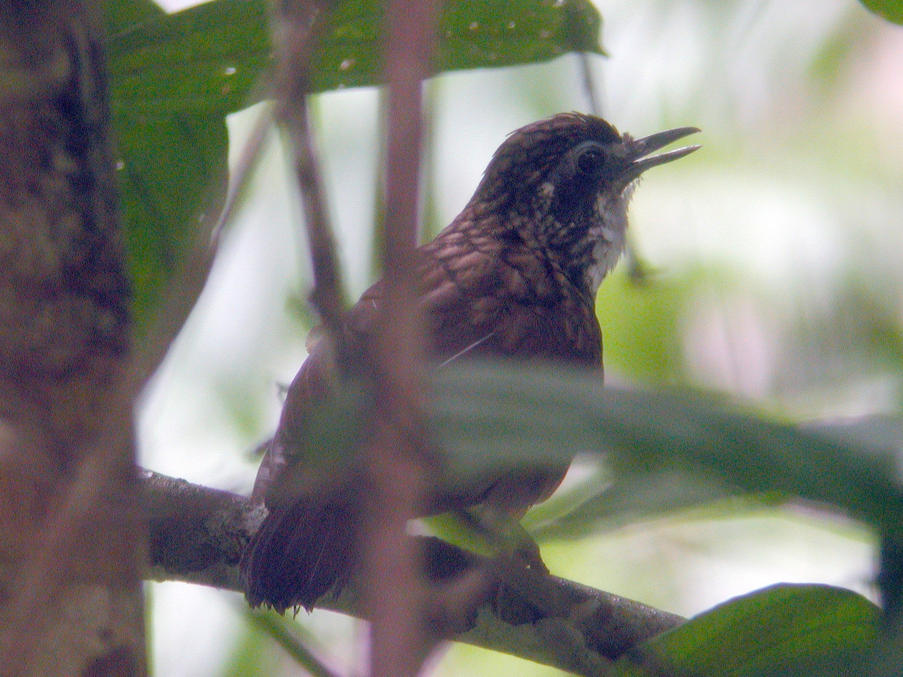 Large Wren-Babbler - eBird