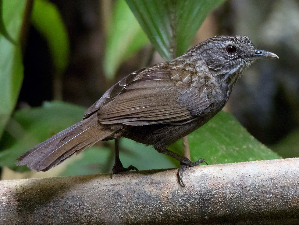 Variable Limestone Babbler - Gypsophila crispifrons - Birds of the World