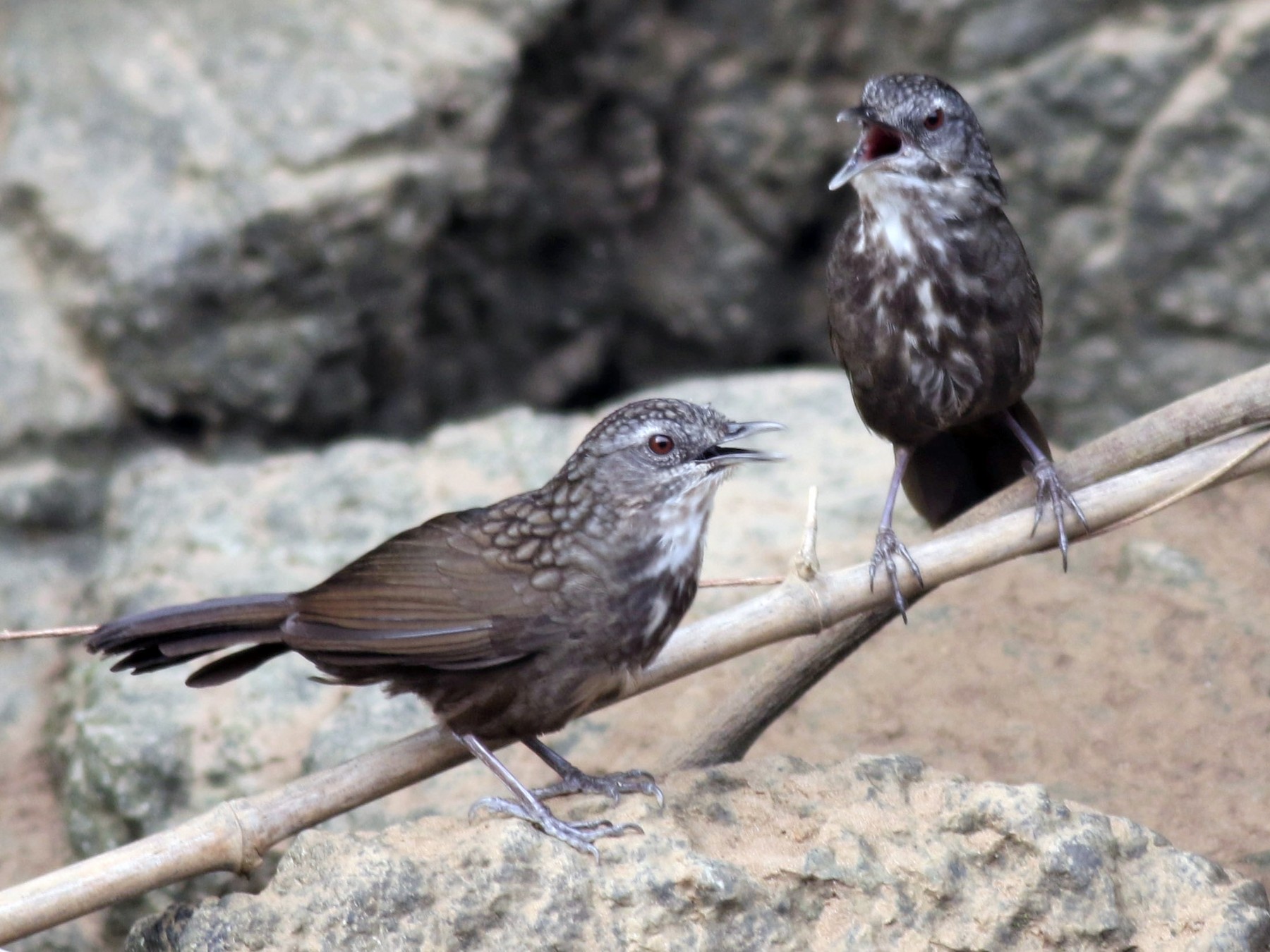 Variable Limestone Babbler - eBird