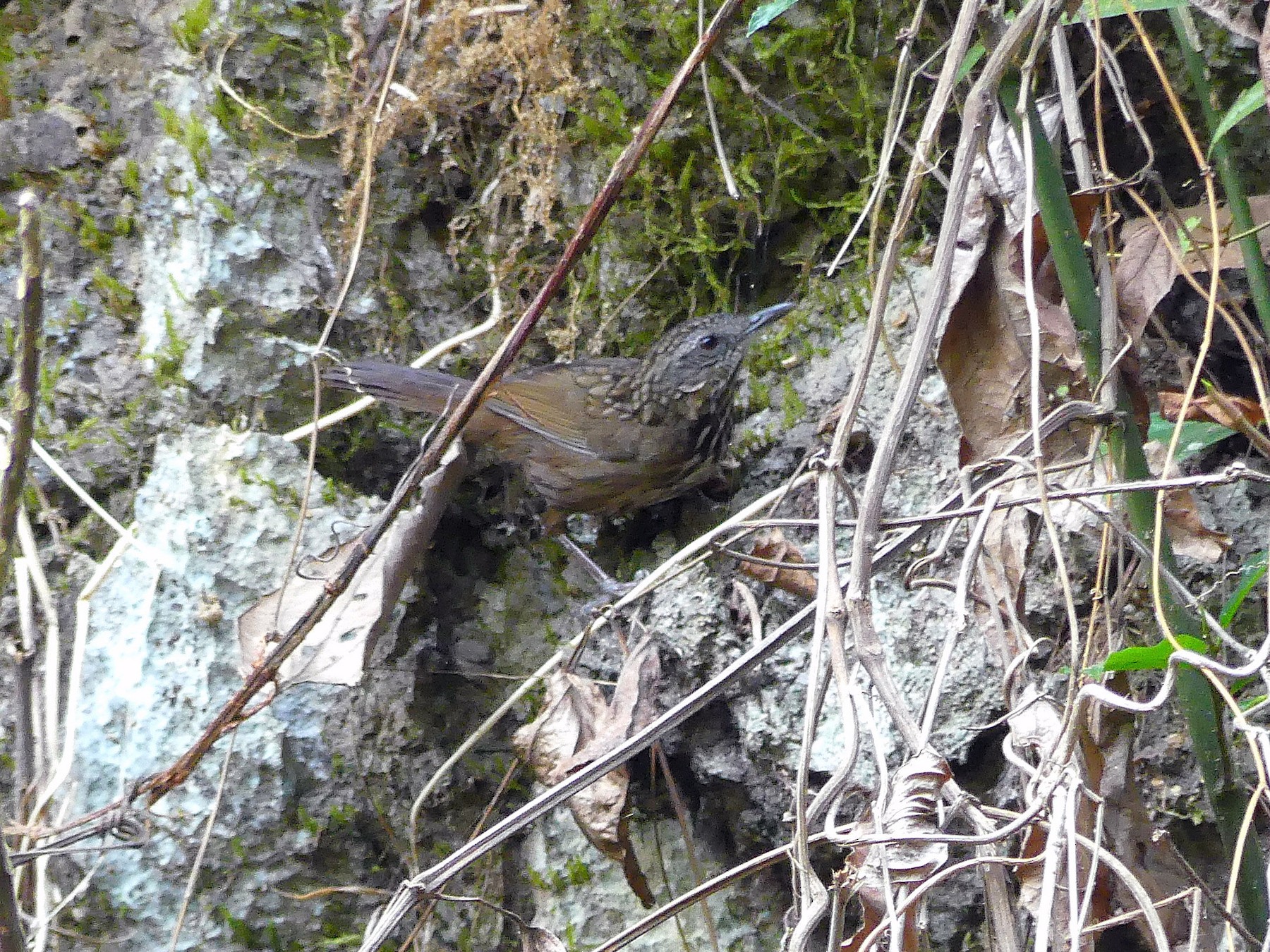 limestone babbler sp. - eBird