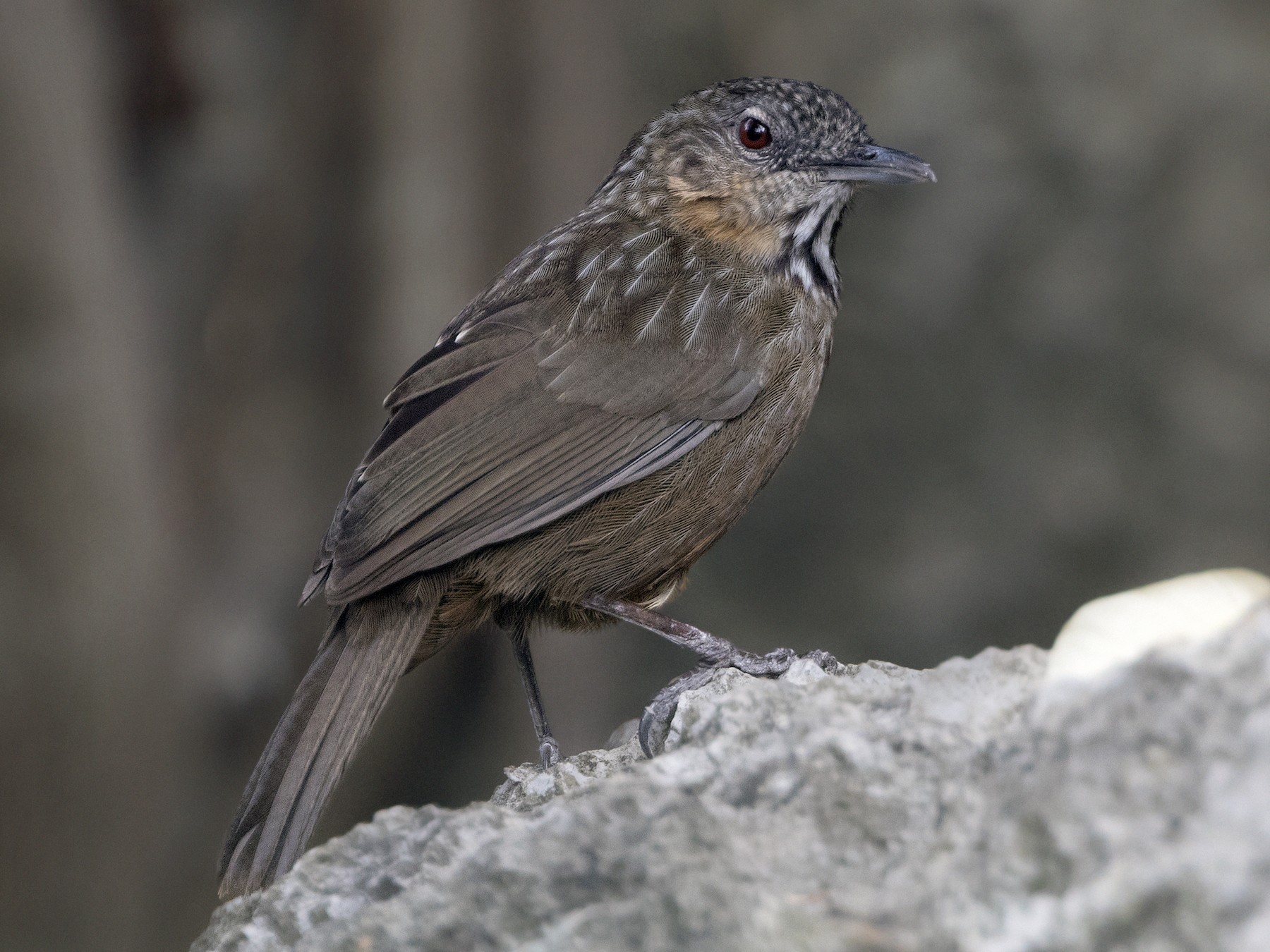Rufous Limestone Babbler - eBird