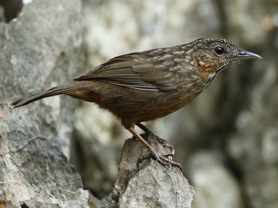 Rufous Limestone Babbler - eBird