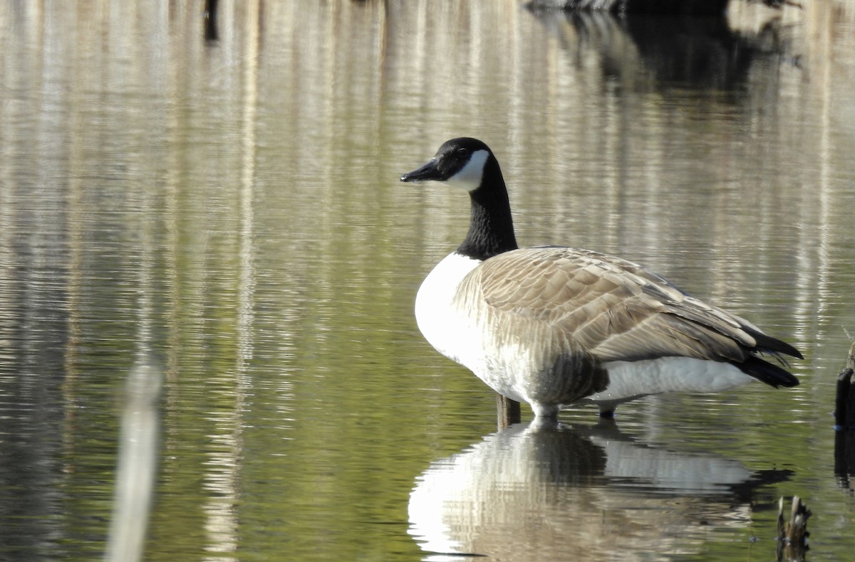 Maine Bird Atlas Checklist - 17 Apr 2020 - Golden Pond, Topsham - 29 ...