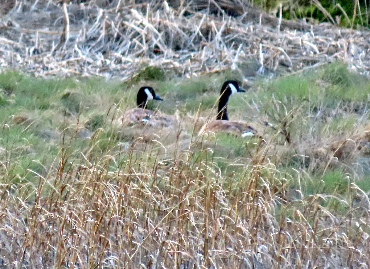 eBird Checklist - 16 Apr 2020 - Rumney Marsh, Saugus - 29 species (+2 ...