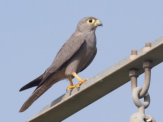 Gray Kestrel - eBird