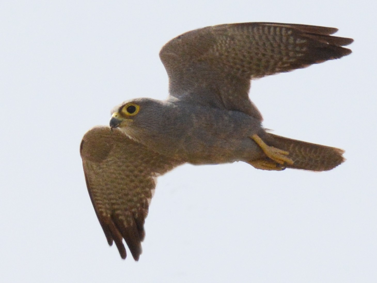 Gray Kestrel - eBird