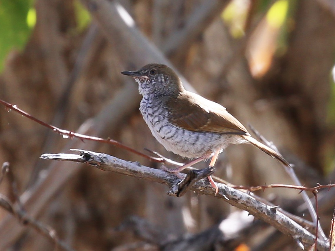 Stierling's Wren-Warbler - eBird
