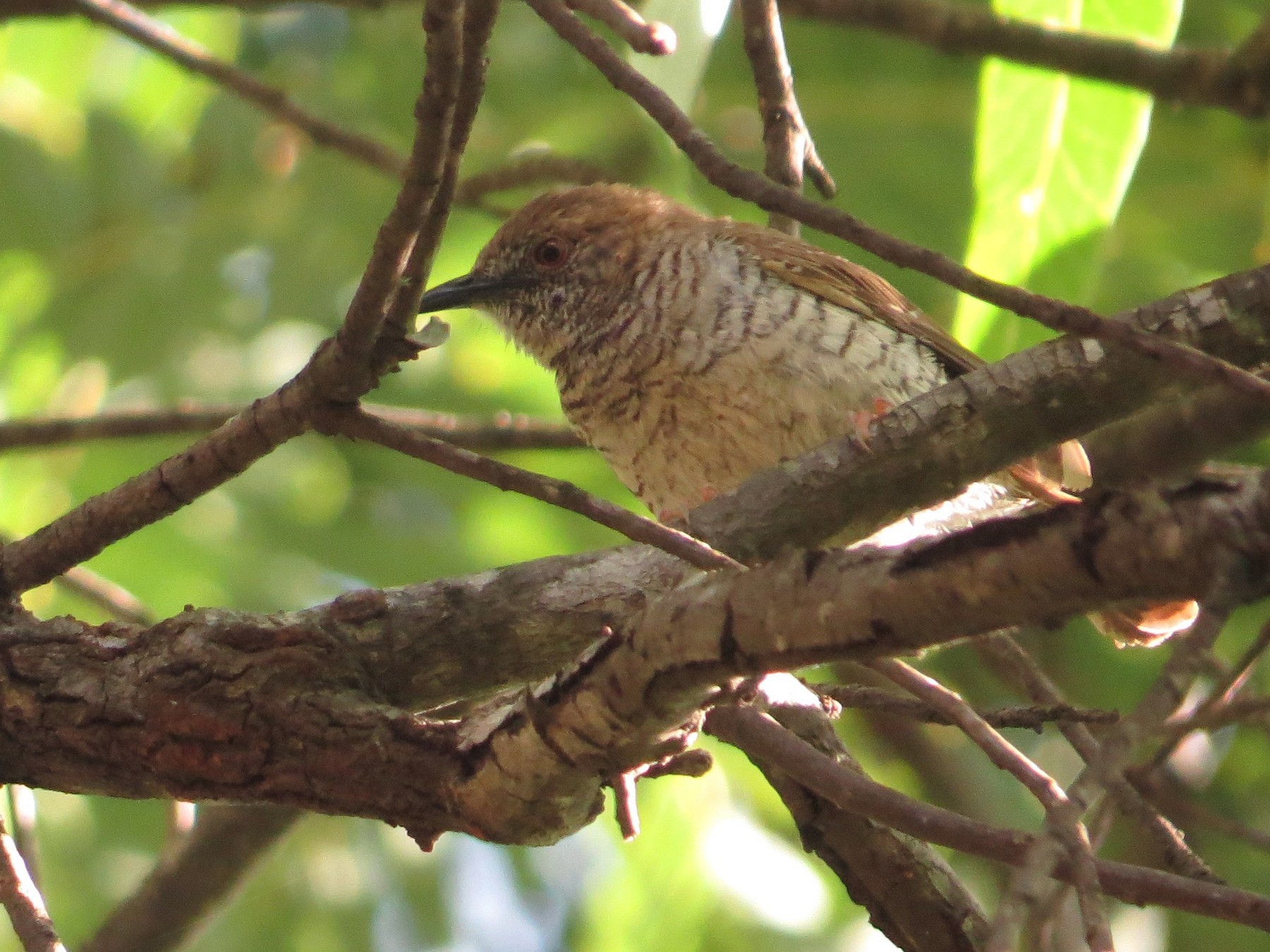 Stierling's Wren-Warbler - eBird