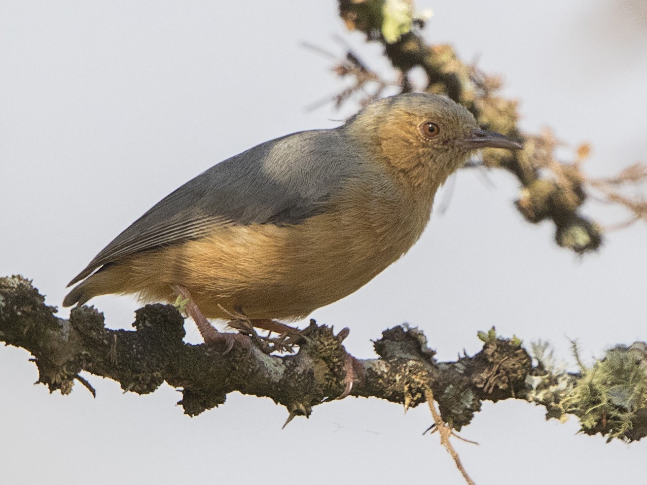 Red-faced Crombec - eBird