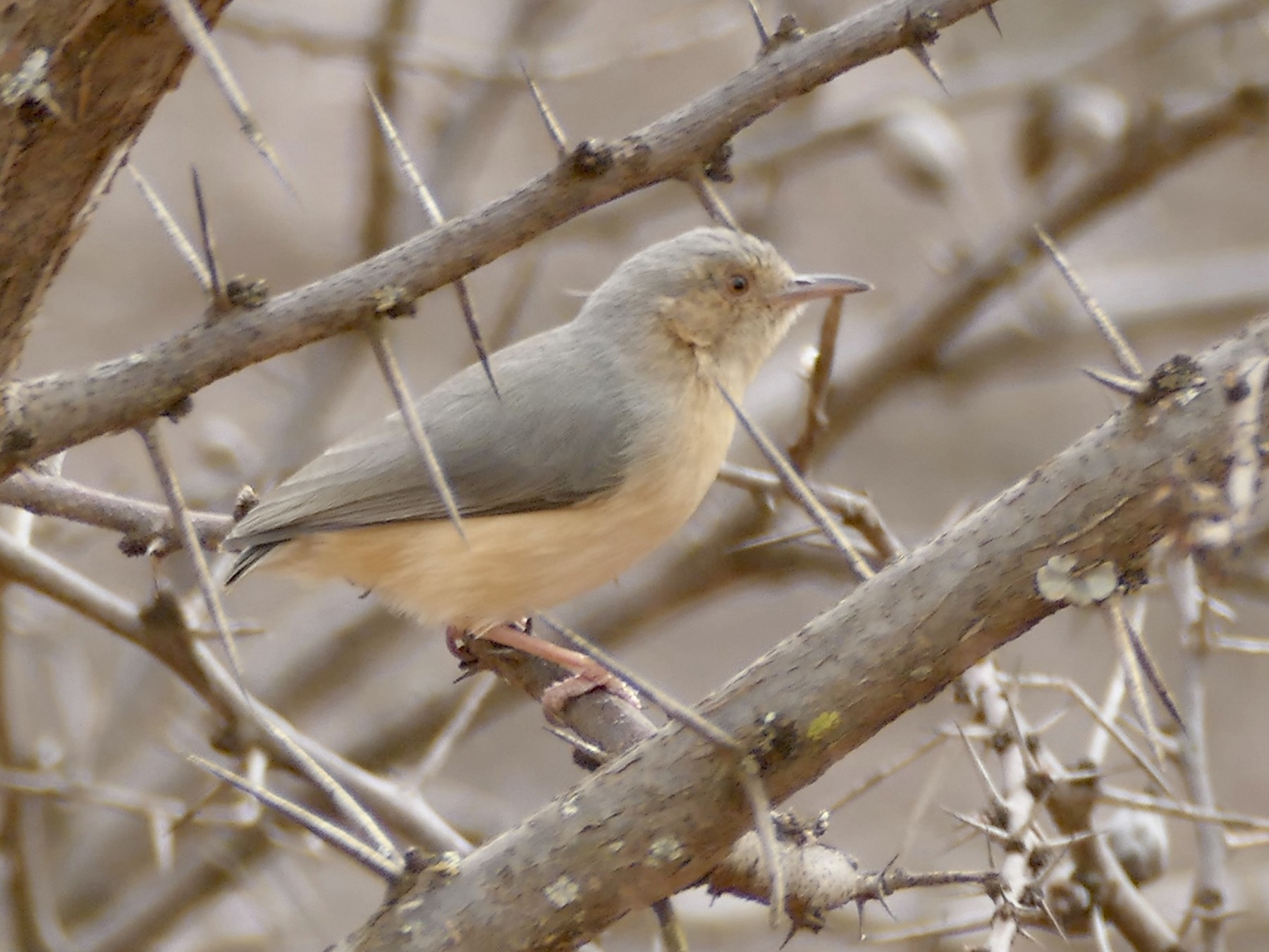 Red-faced Crombec - eBird
