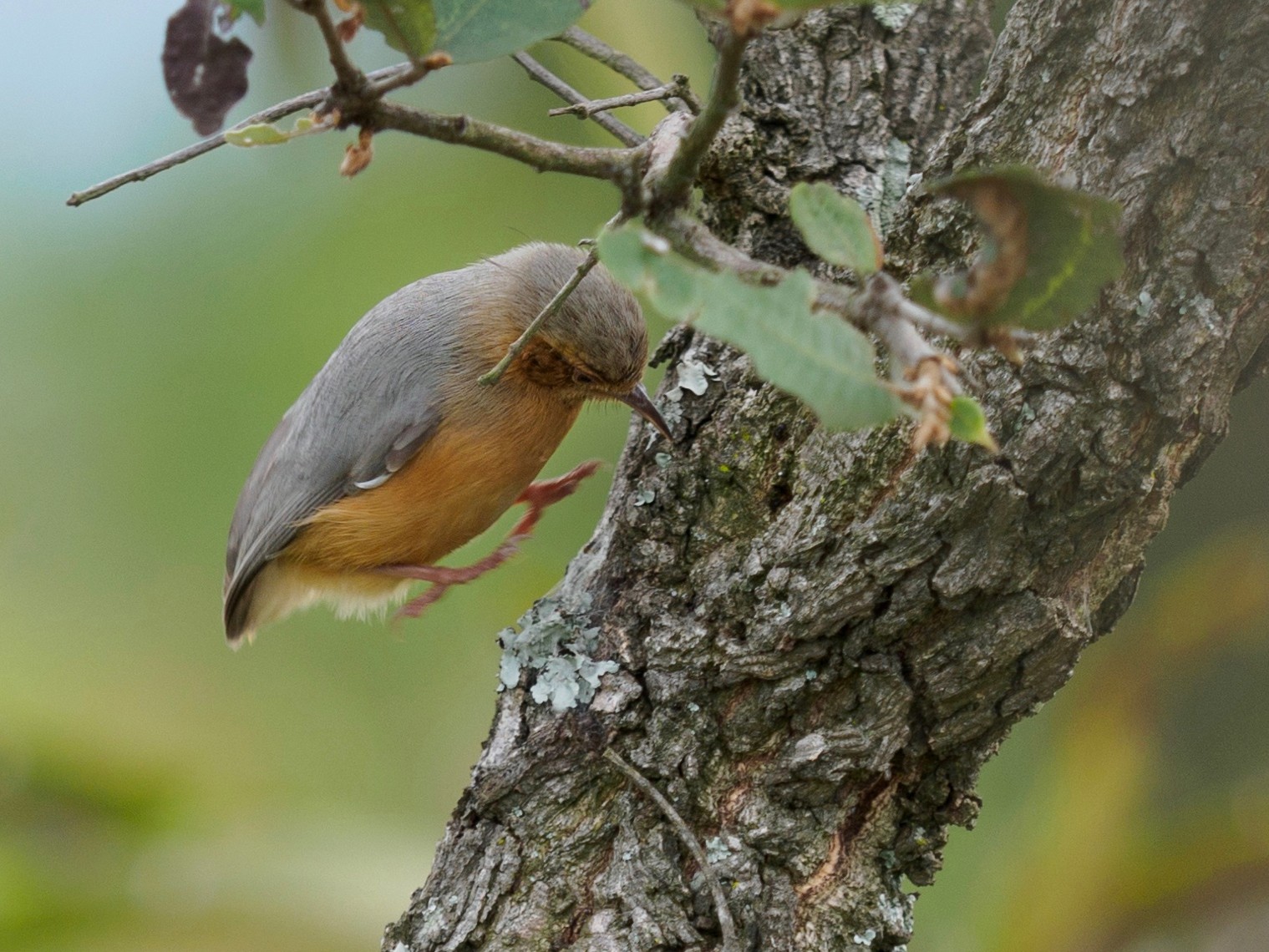 Red-faced Crombec - eBird