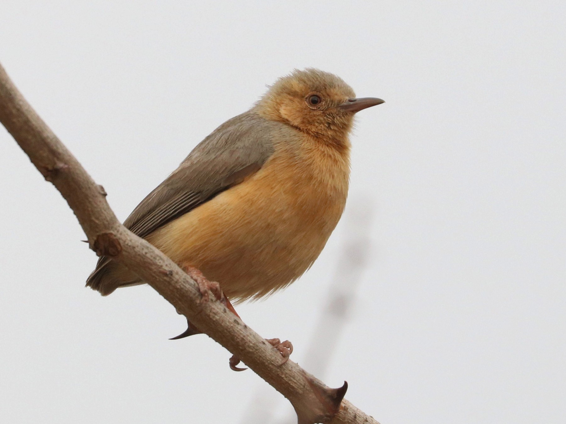 Red-faced Crombec - eBird