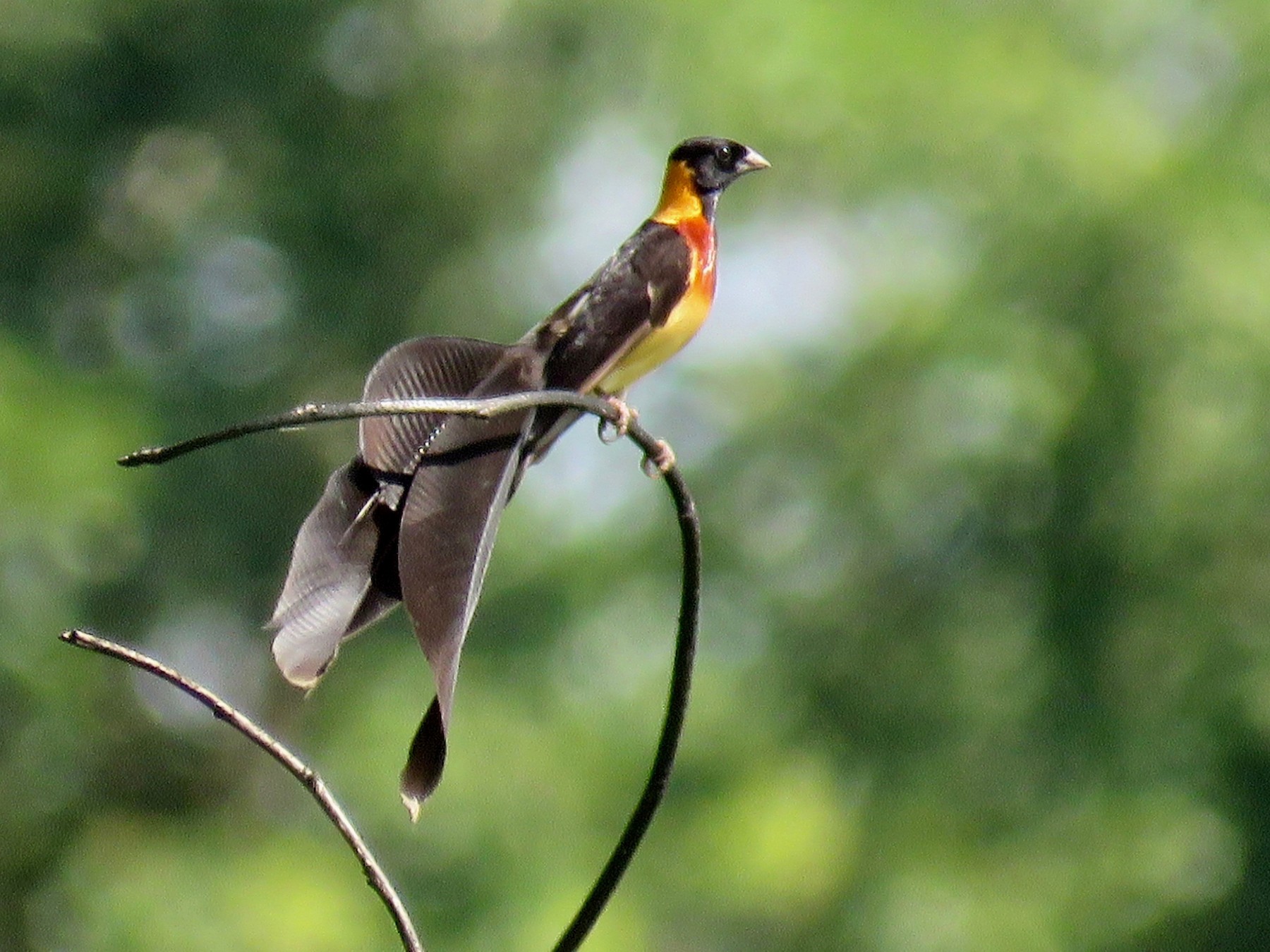 Broad-tailed Paradise-Whydah - eBird
