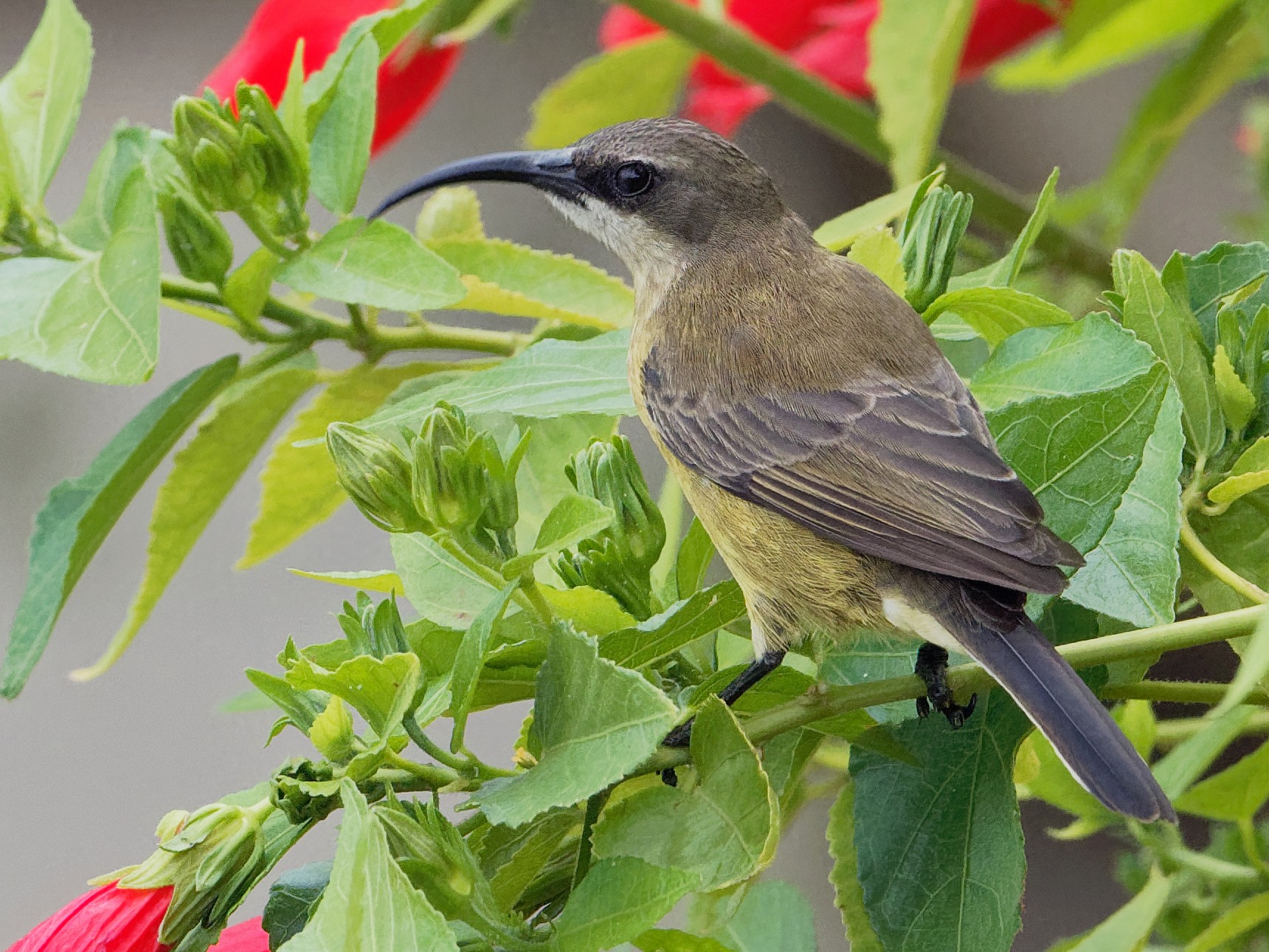 Bronze Sunbird EBird