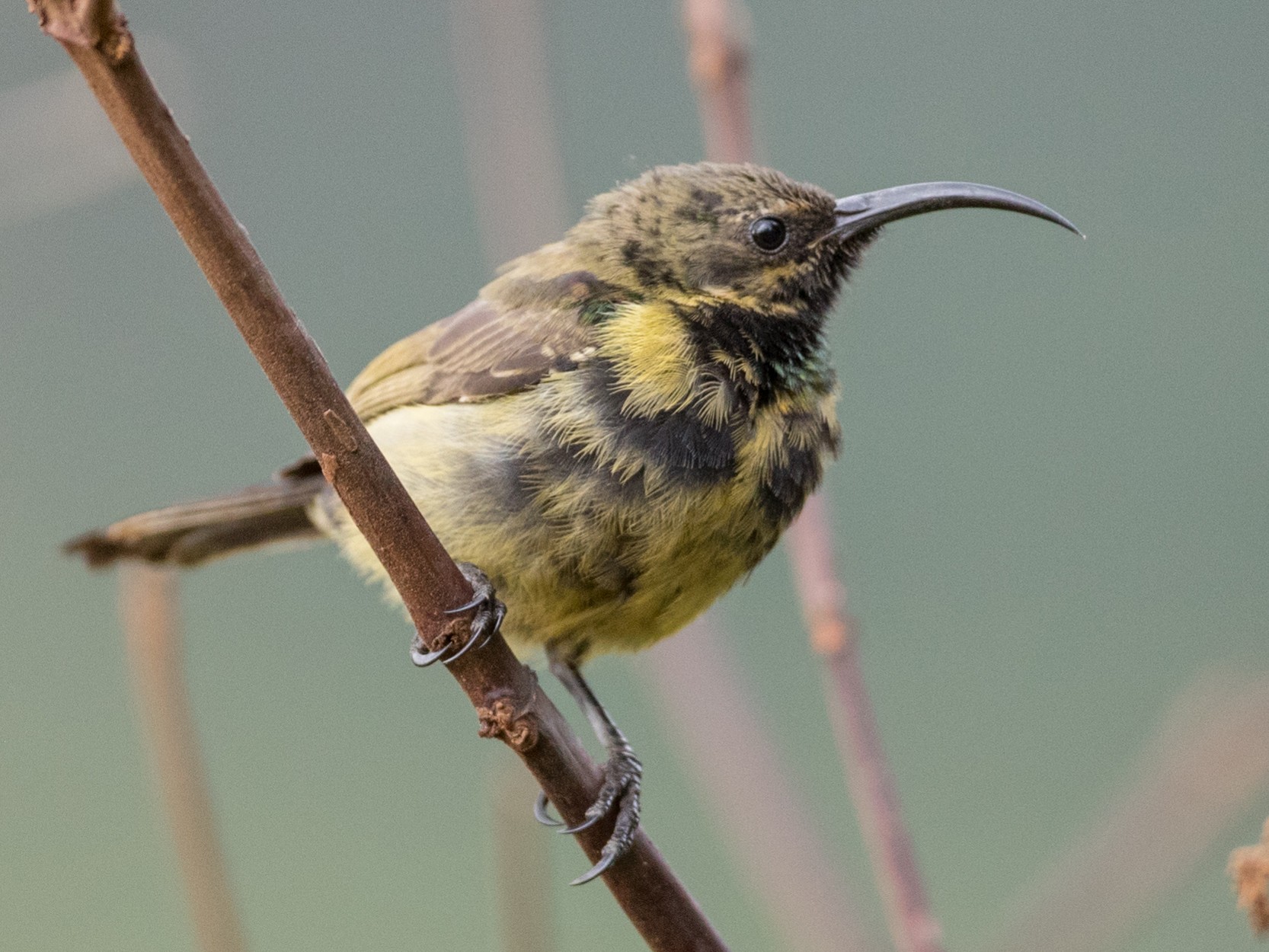Bronze Sunbird - eBird