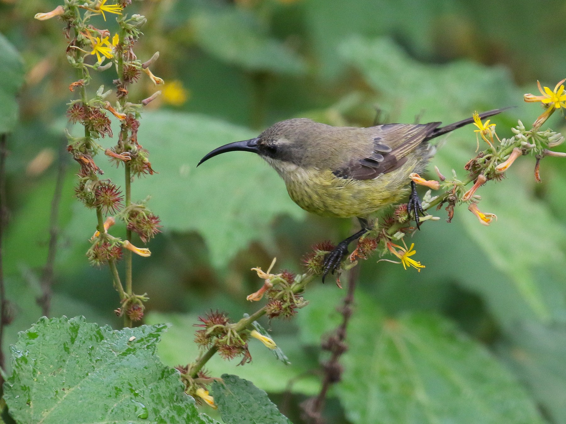 Bronze Sunbird - eBird